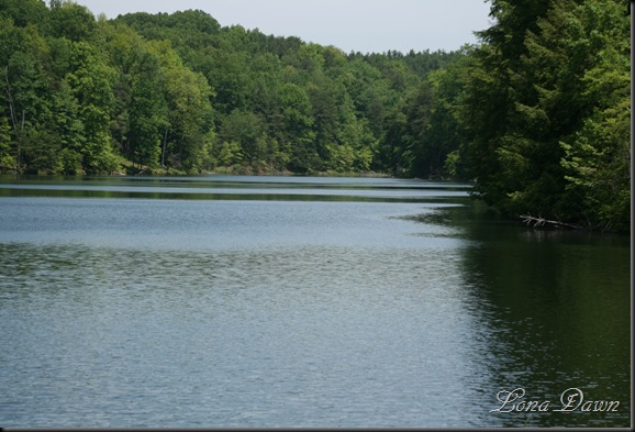 Nature's Scenic View: Summer Beauty Around Rose Lake